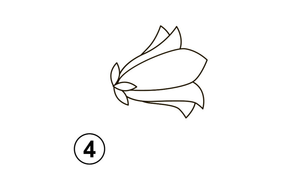 How to Draw a Campanula in 9 Easy Steps