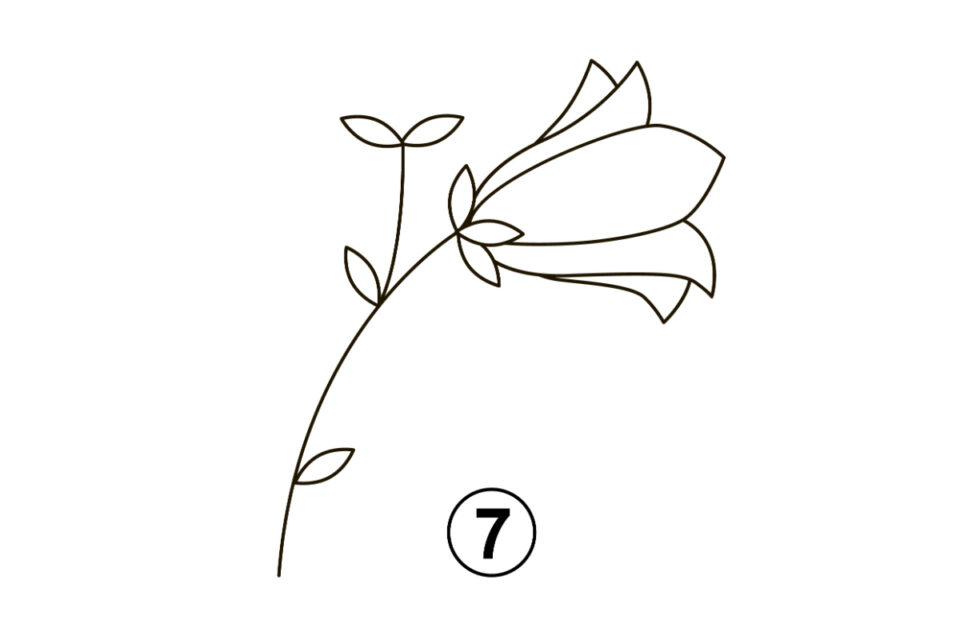 How to Draw a Campanula in 9 Easy Steps