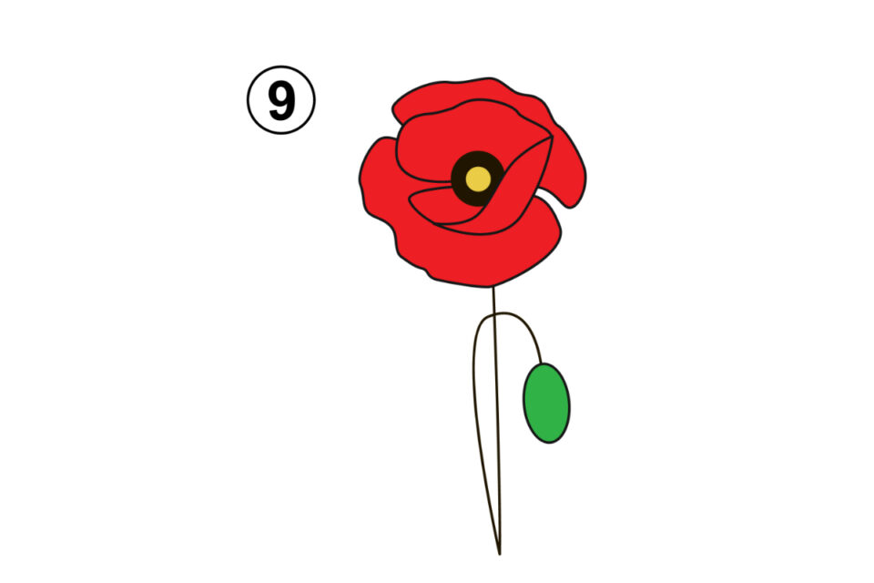 How to Draw a Poppy in 9 easy Steps - VerbNow