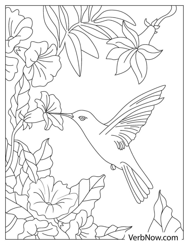 Free HUMMINGBIRD Coloring Pages for Download (Printable PDF)
