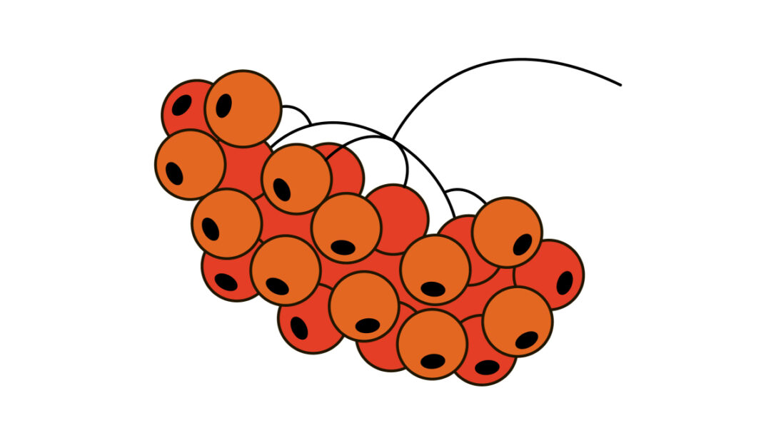 How to Draw a Rowan Fruit in 9 Easy Steps