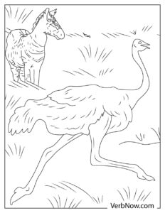 Free OSTRICH Coloring Pages for Download (Printable PDF)