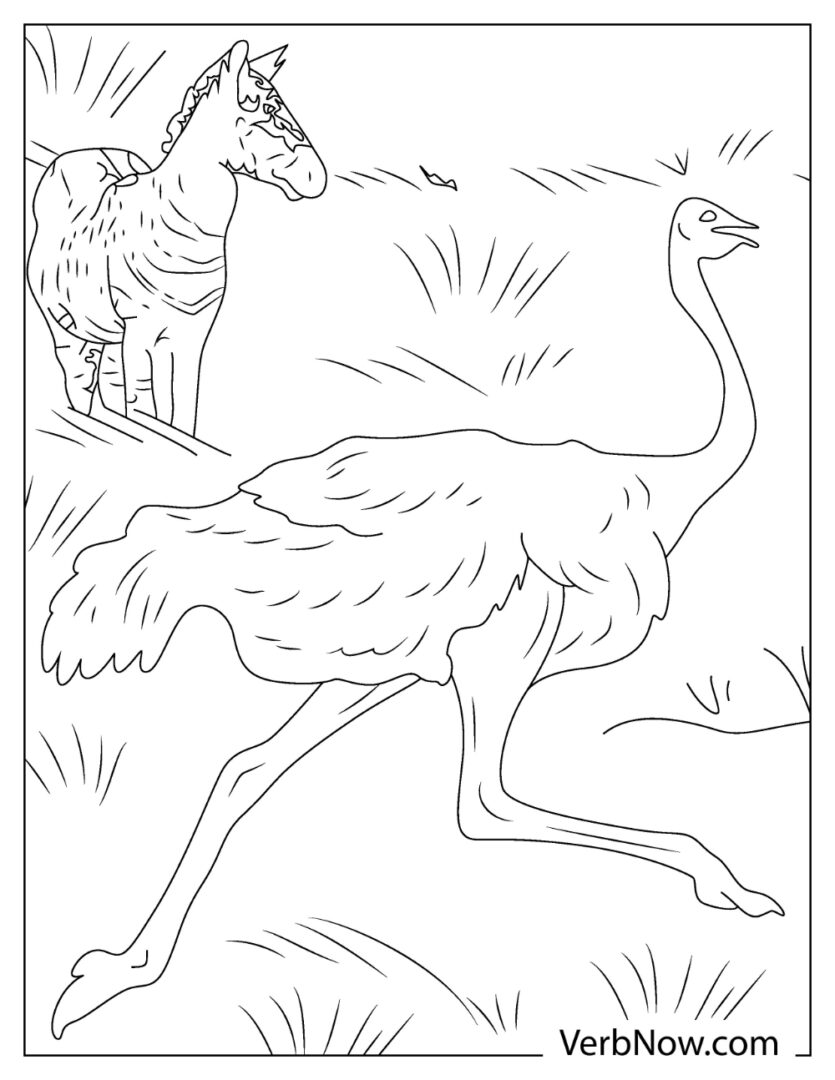 Free OSTRICH Coloring Pages for Download (Printable PDF)