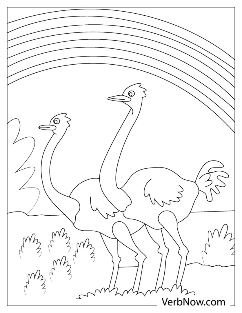 Free OSTRICH Coloring Pages for Download (Printable PDF)