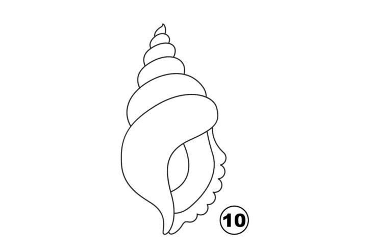 How to Draw a Shell in 11 Easy Steps - VerbNow