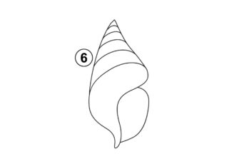 How to Draw a Shell in 11 Easy Steps