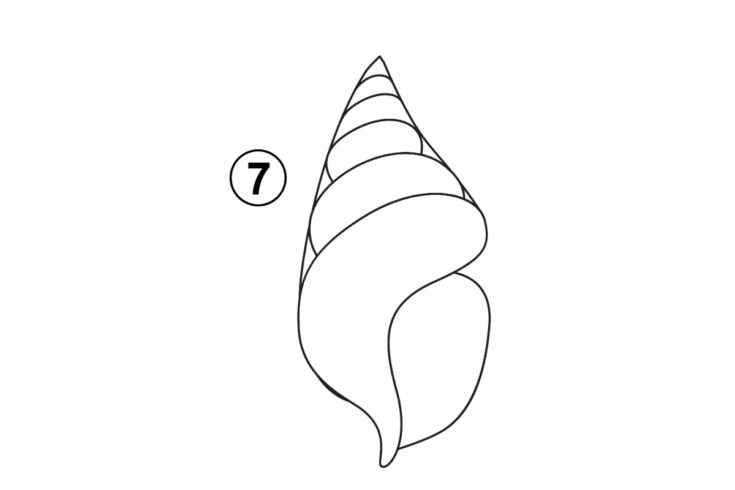How to Draw a Shell in 11 Easy Steps