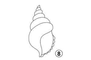 How to Draw a Shell in 11 Easy Steps
