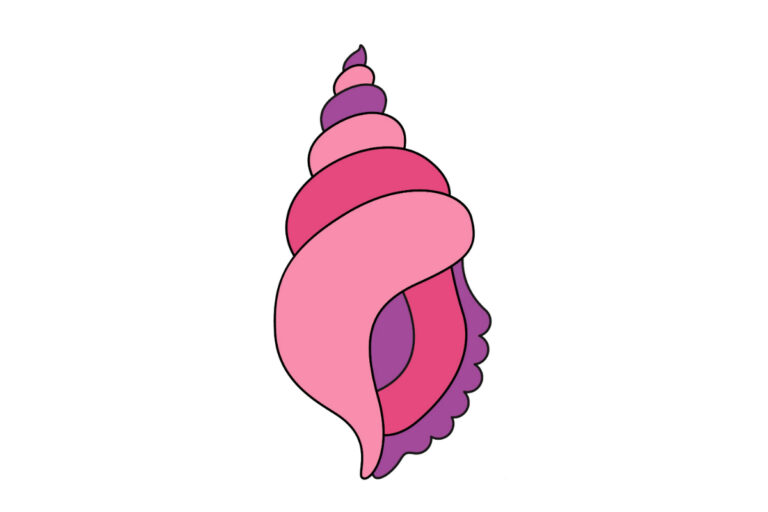 How to Draw a Shell in 11 Easy Steps