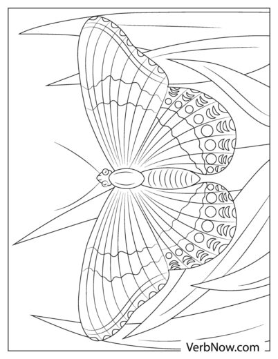 Free MOTH Coloring Pages for Download (Printable PDF)